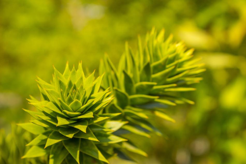 Plant Green Botany free image download