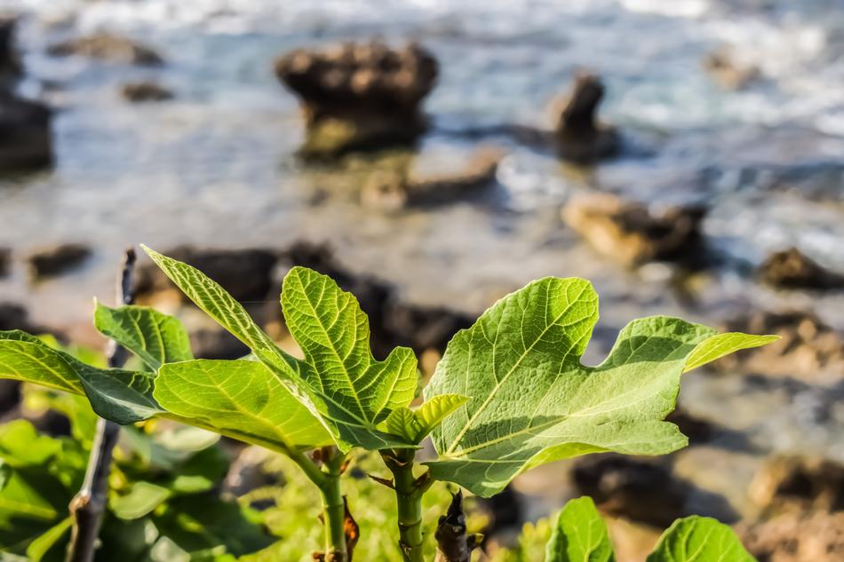 Fig Tree Leaf Nature free image download
