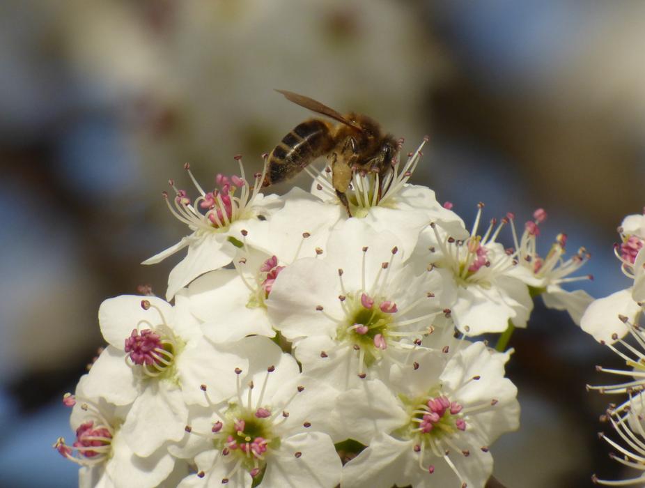 Honeybee Flower Nectar free image download