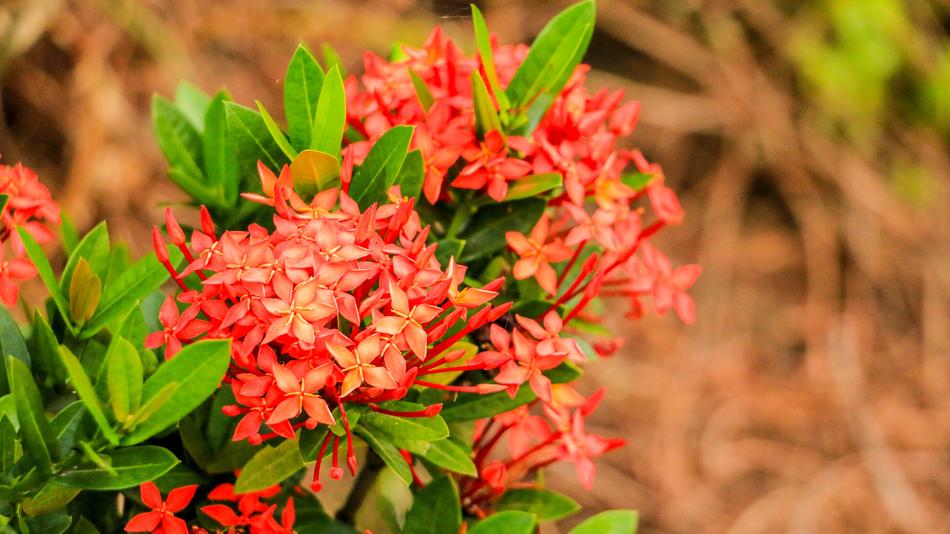 Flower Izora Red free image download