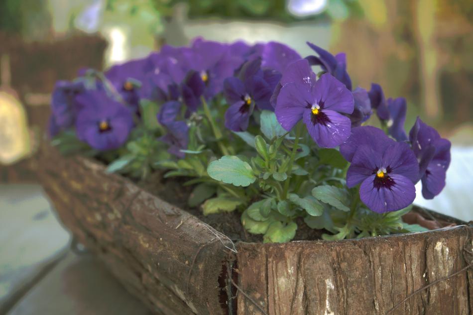 Pansy Bloom Easter free image download