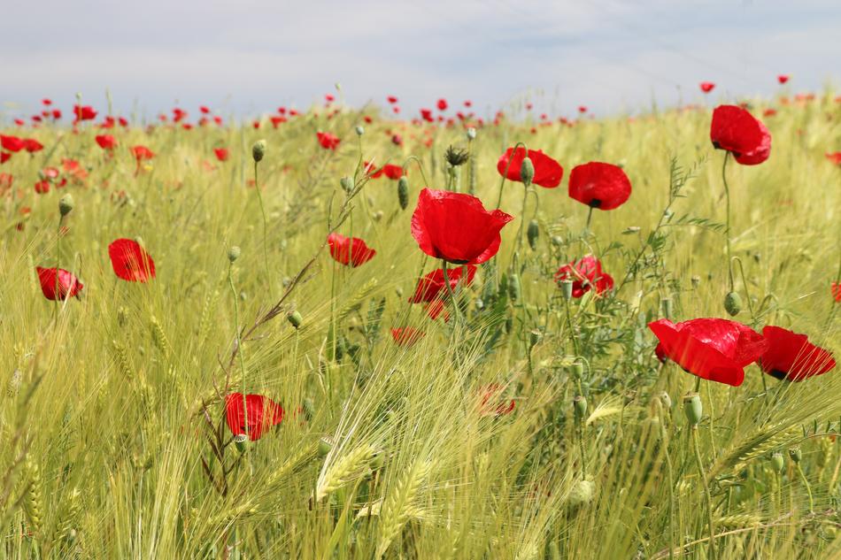 Papaver Rhoeas Flower Plant free image download