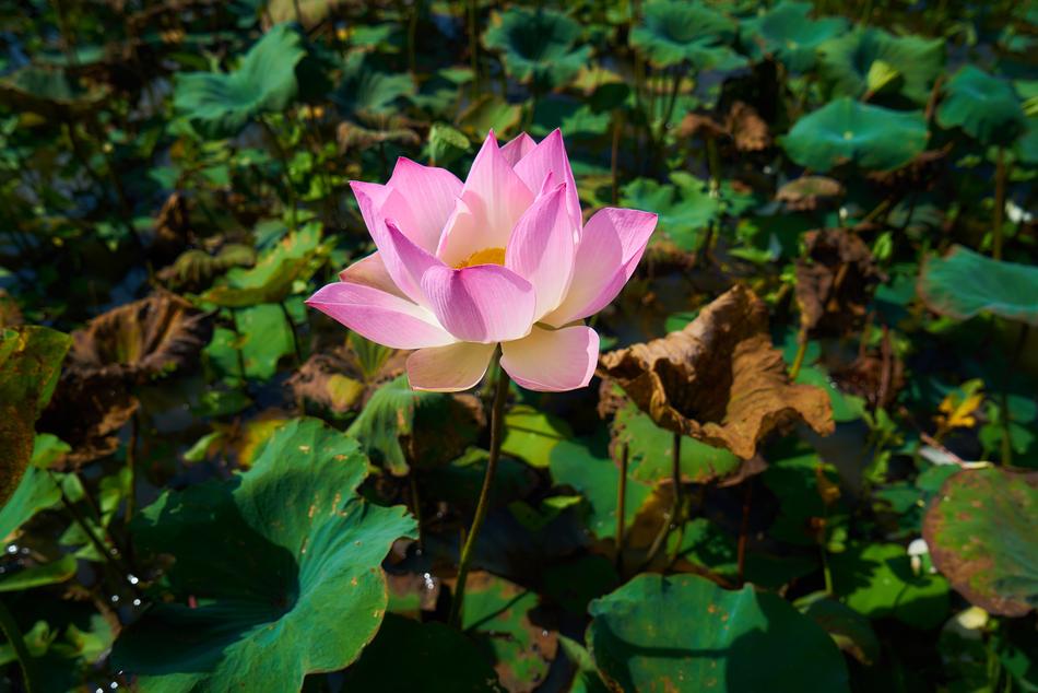 Flower Lotus Nature free image download