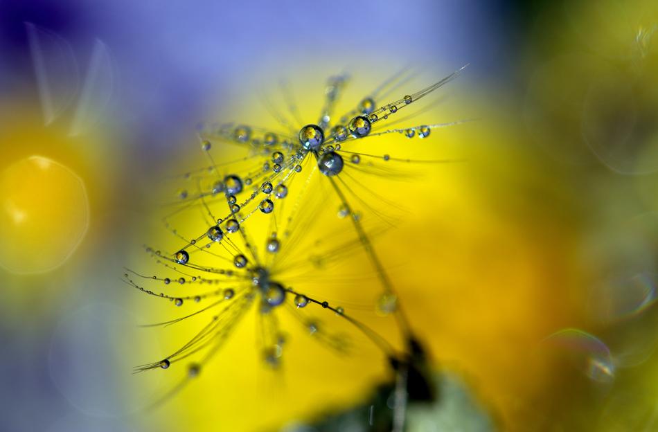 Dandelion Drops Wet free image download