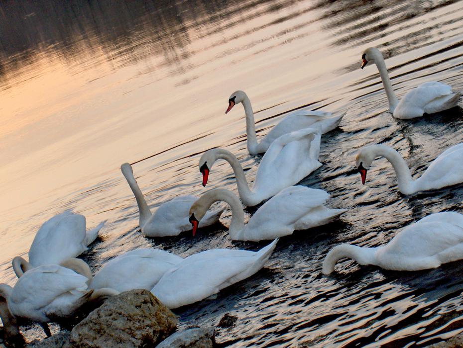 Swan Sunset Water free image download
