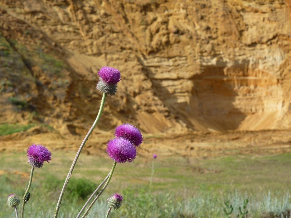 Flowers Irina Nature free image download
