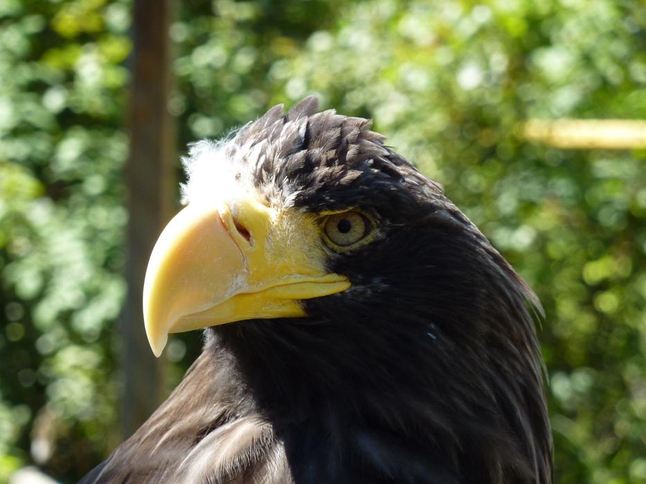 Nature Birds Irina free image download