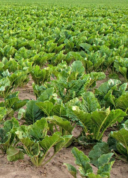 Field of green kohi free image download