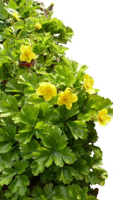 Flower border flower yellow spring free image download