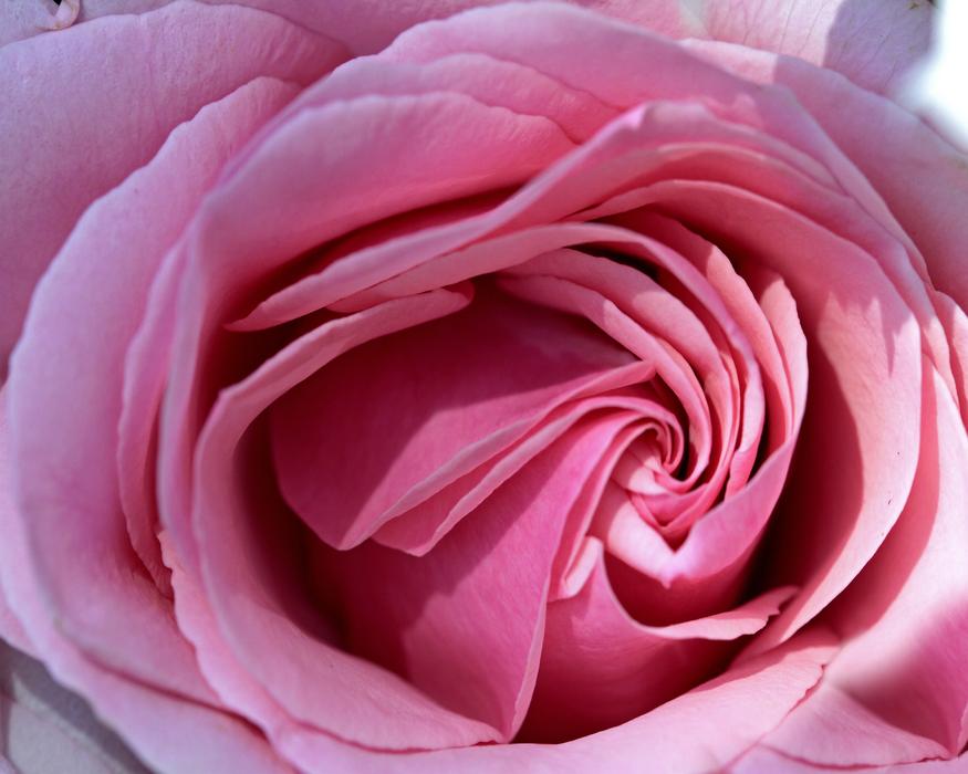 Rose Pink Spain free image download