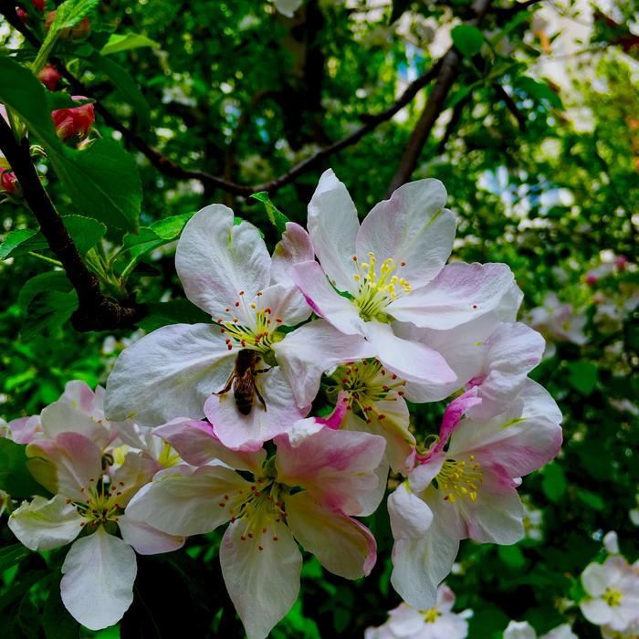 Flowers Spring Bee free image download