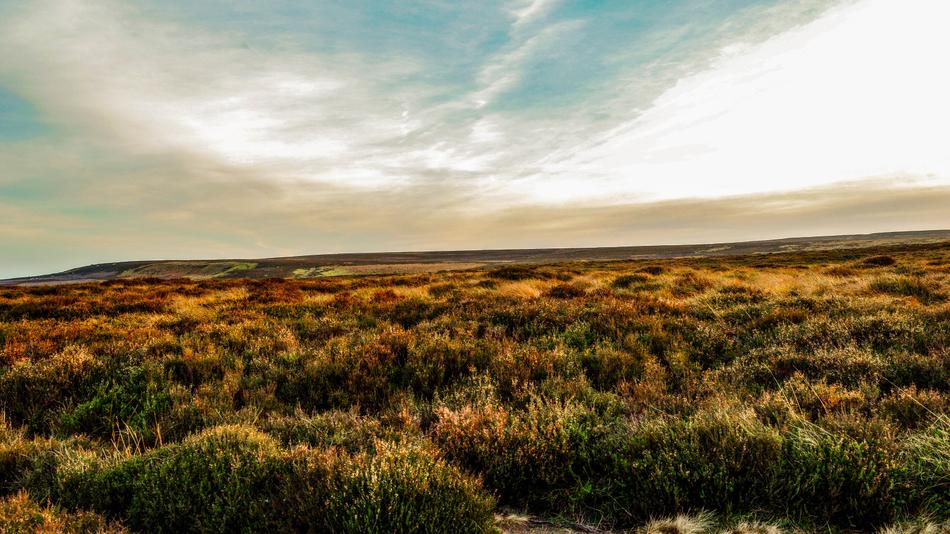 Moor Landscape Nature free image download
