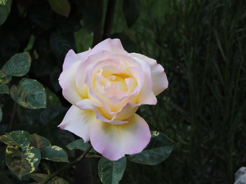 Rosa Garden Spring free image download