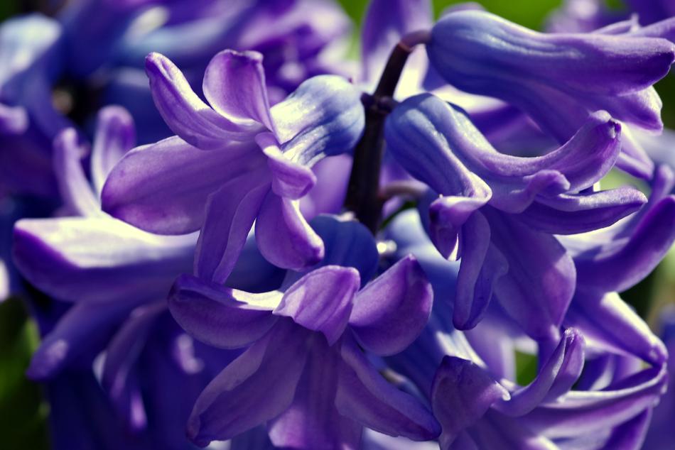 Hyacinth Flower Spring free image download