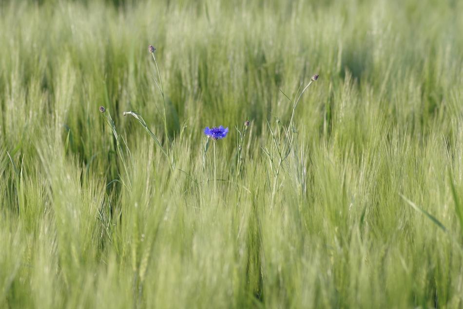 Field Corn Cornflower free image download