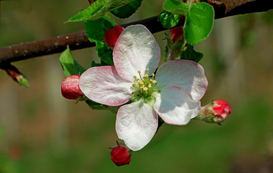 Spring Apple Flower free image download