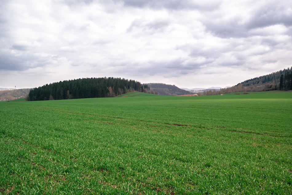 Grass Meadow Nature free image download