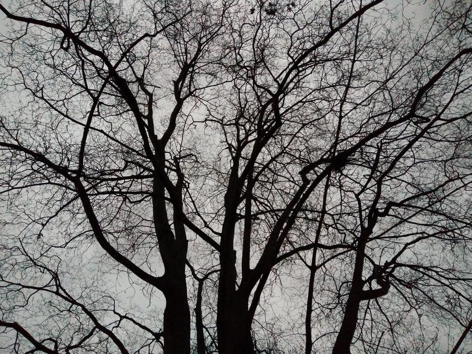 Tree Black Forest free image download