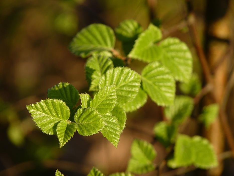 Beech Spring Leaves free image download