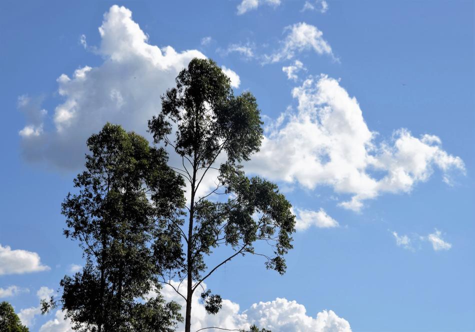 Cloud Tree Landscape free image download