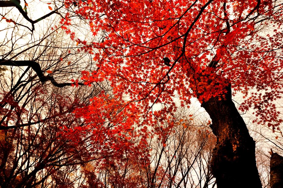 Red leaves on a tree landscape free image download