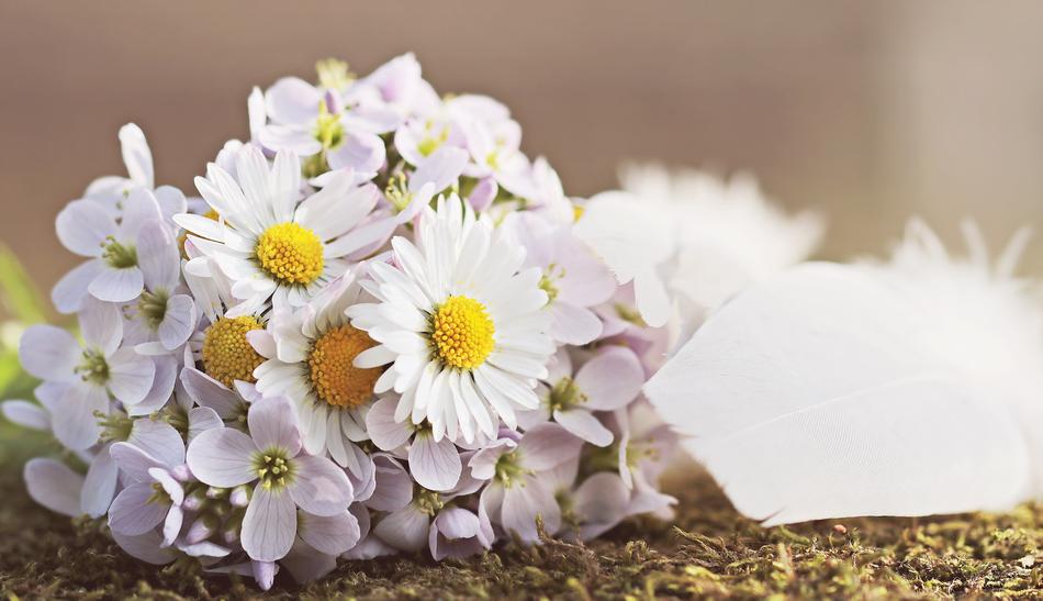 Wildflowers Daisy Feather Bird free image download