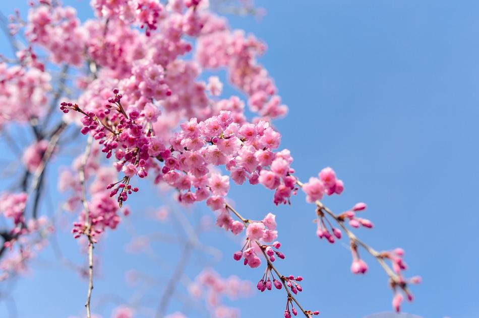 Japan Landscape Spring free image download