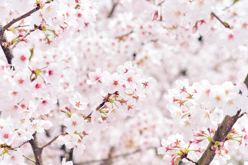 Japan Landscape Spring free image download