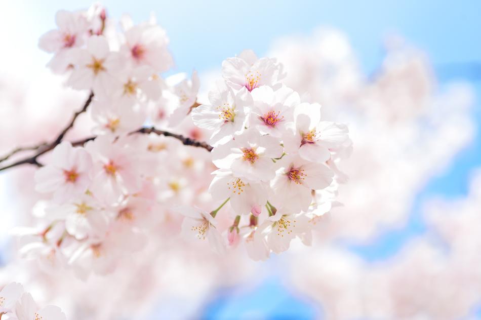 Japan Landscape Spring free image download