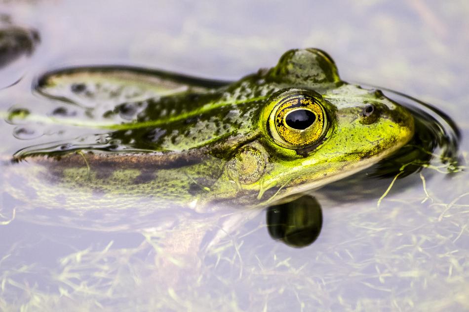 Frog Water Amphibians free image download