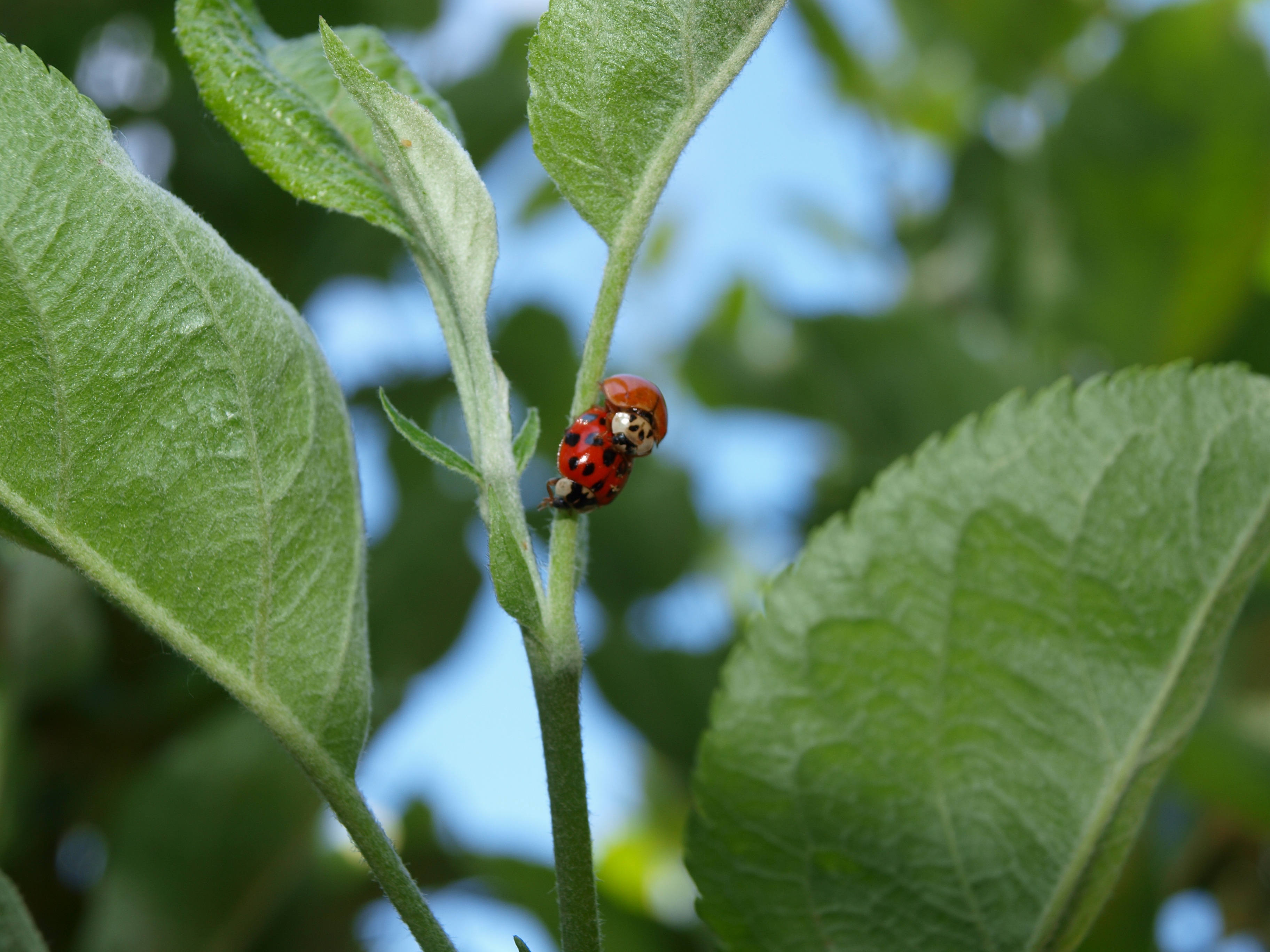 Mating Ladybugs Nature free image download