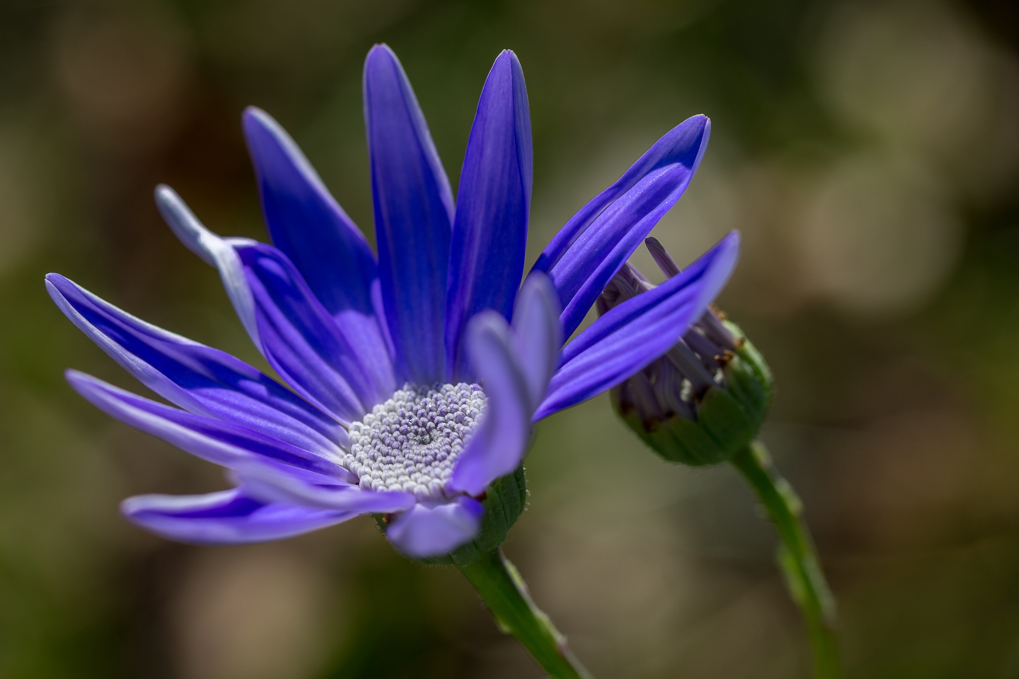 Flower Plant Nature free image download