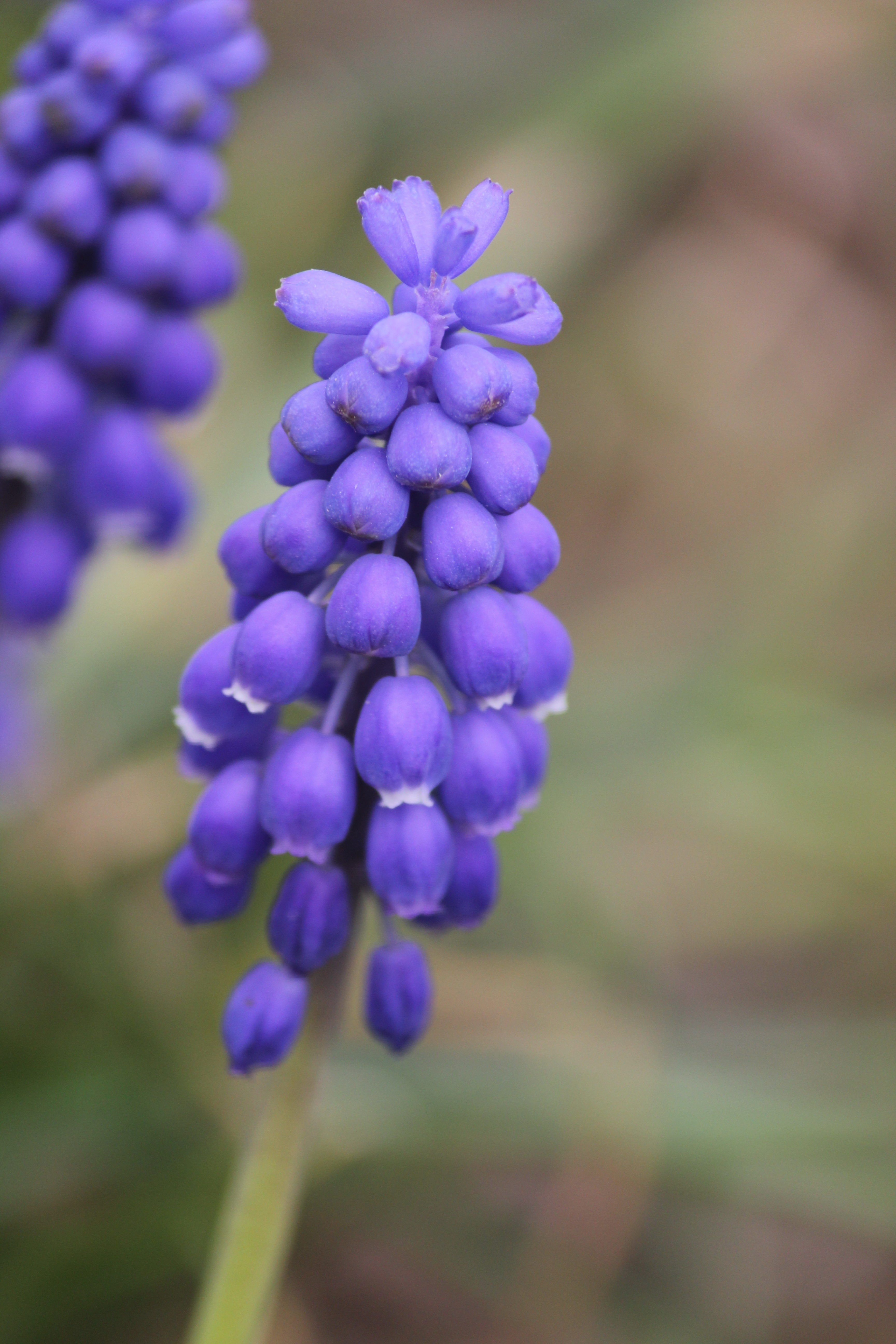 Spring Flower Purple free image download
