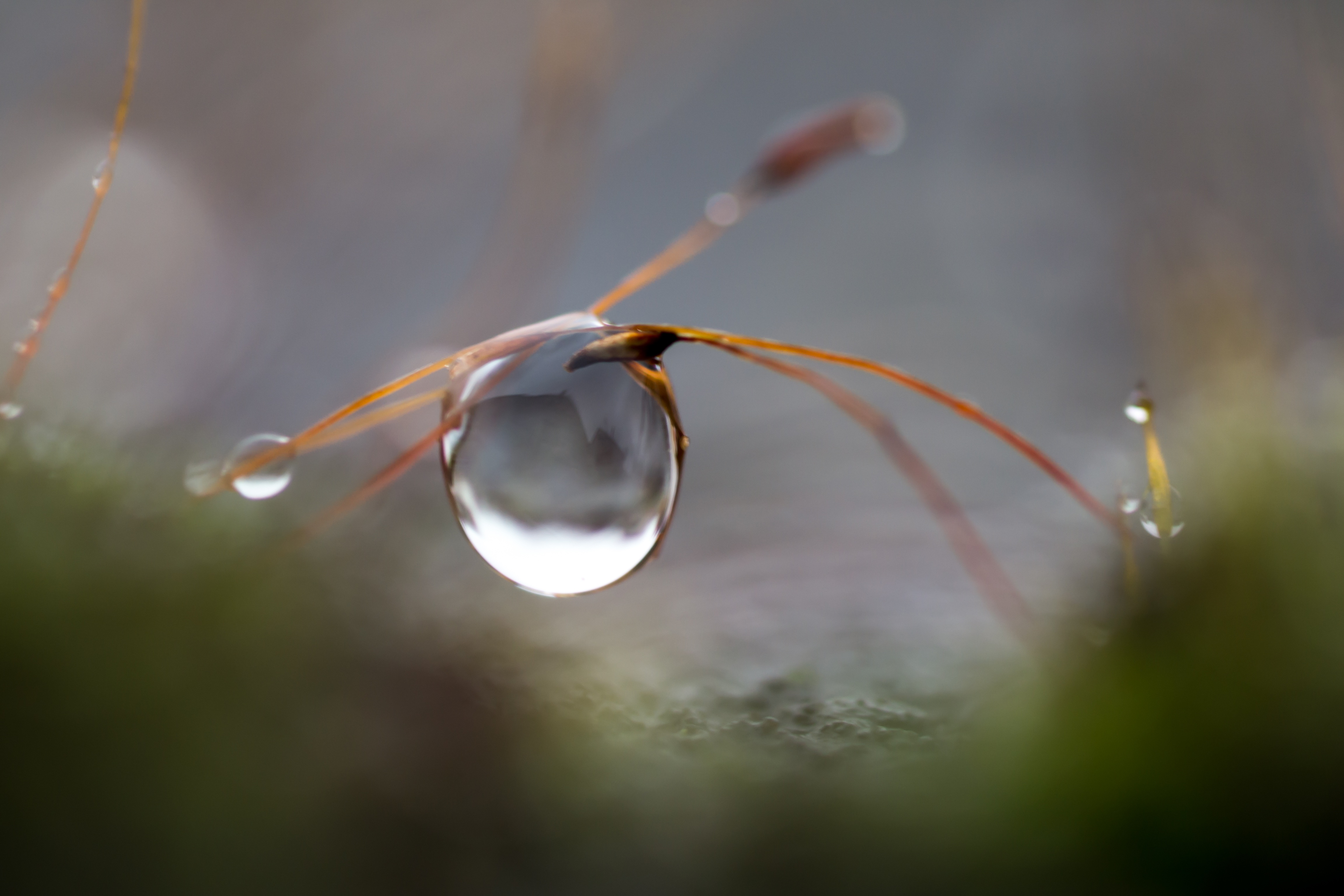 Drop Of Water Drip free image download