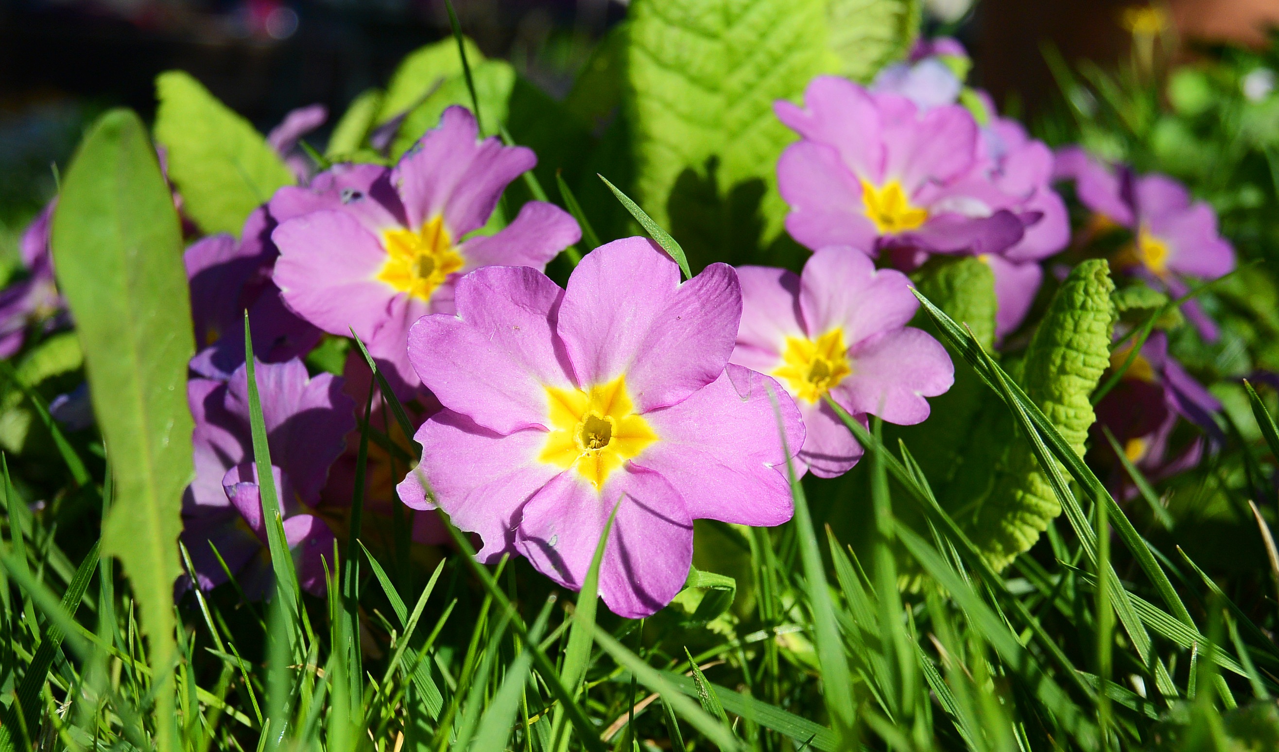 Primroses Flowers Violet free image download