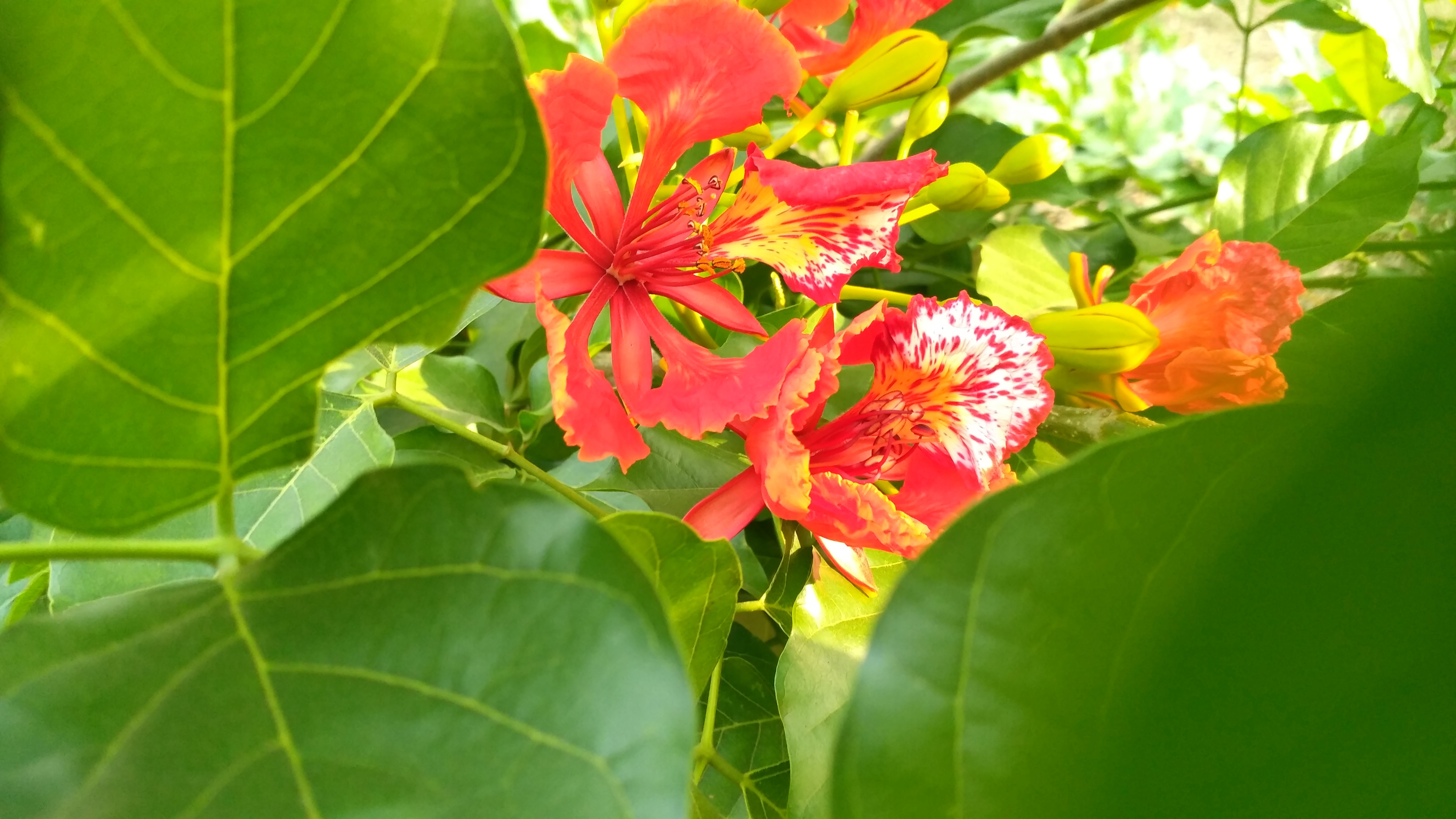 Green Flower Red free image download