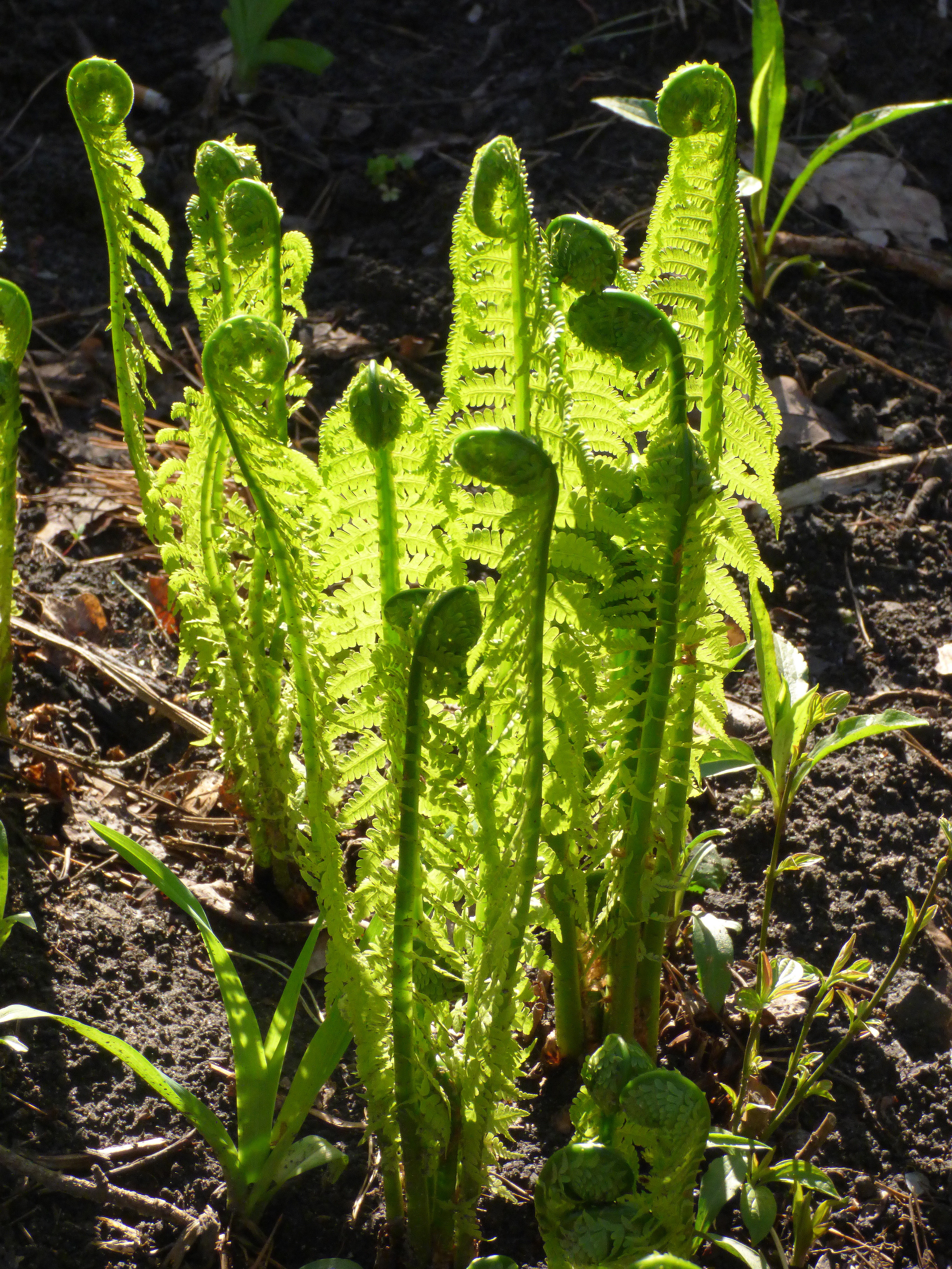 Spring Fern free image download