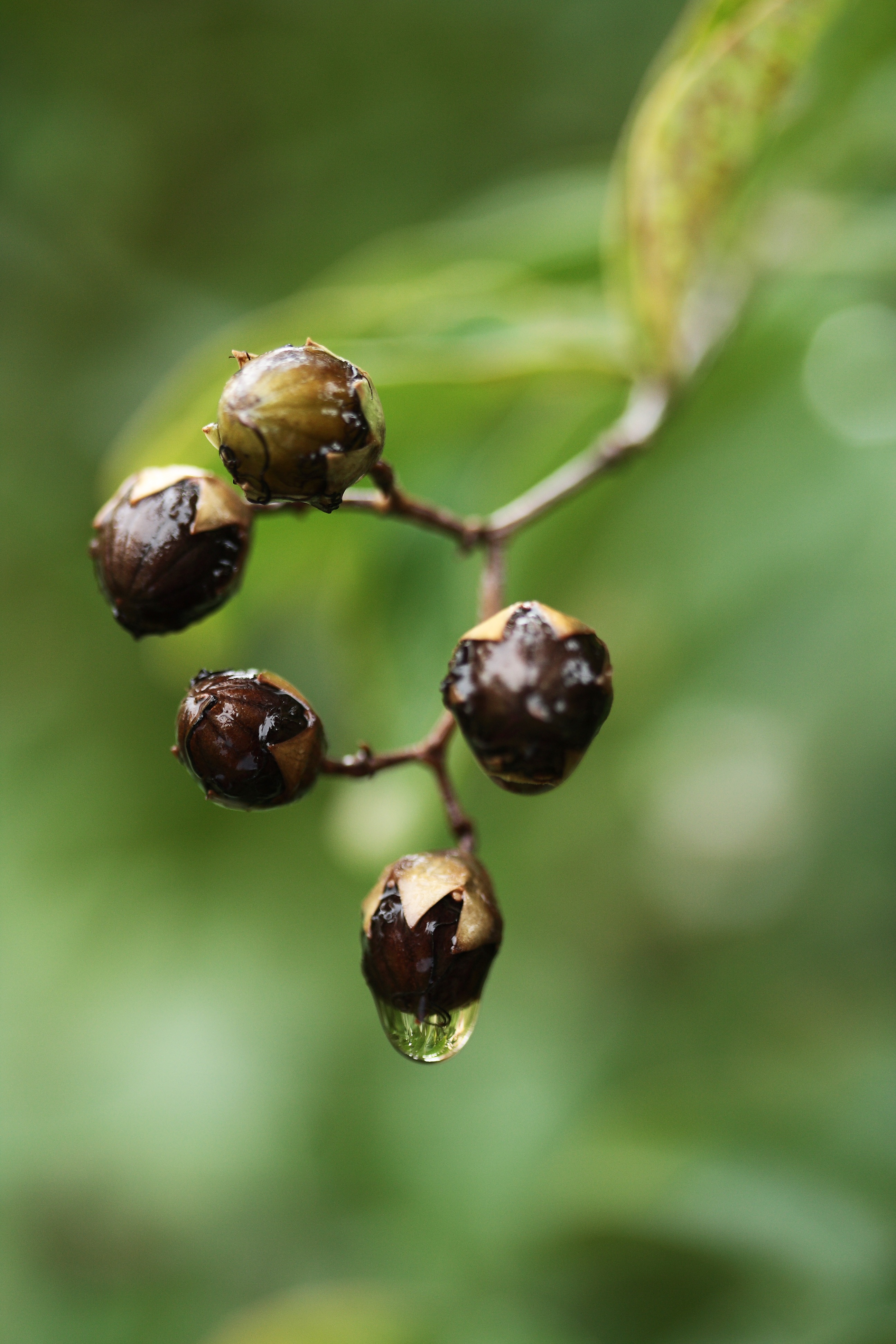 Plant Drop Macro free image download