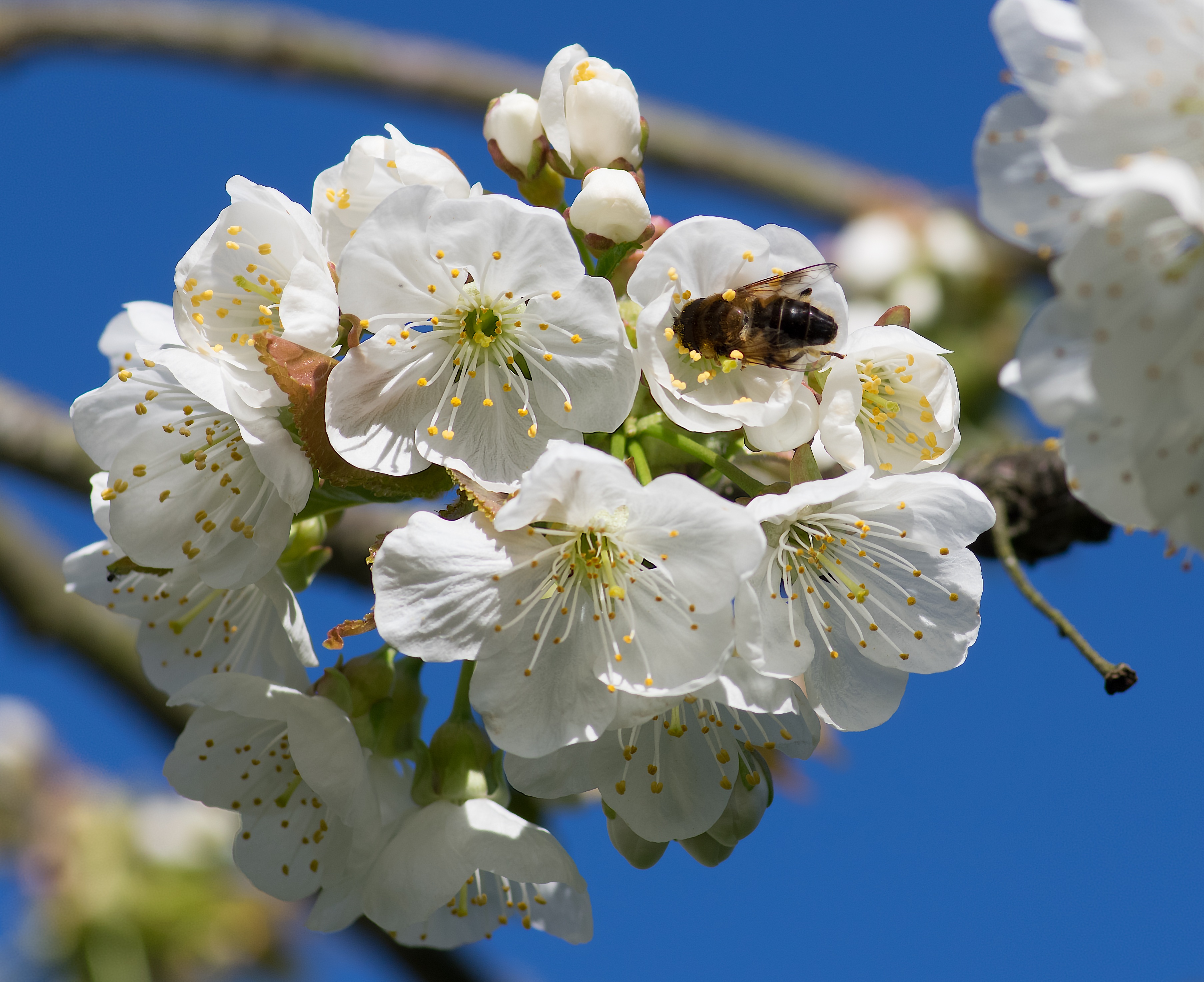 Bee Pollinator Cherry free image download