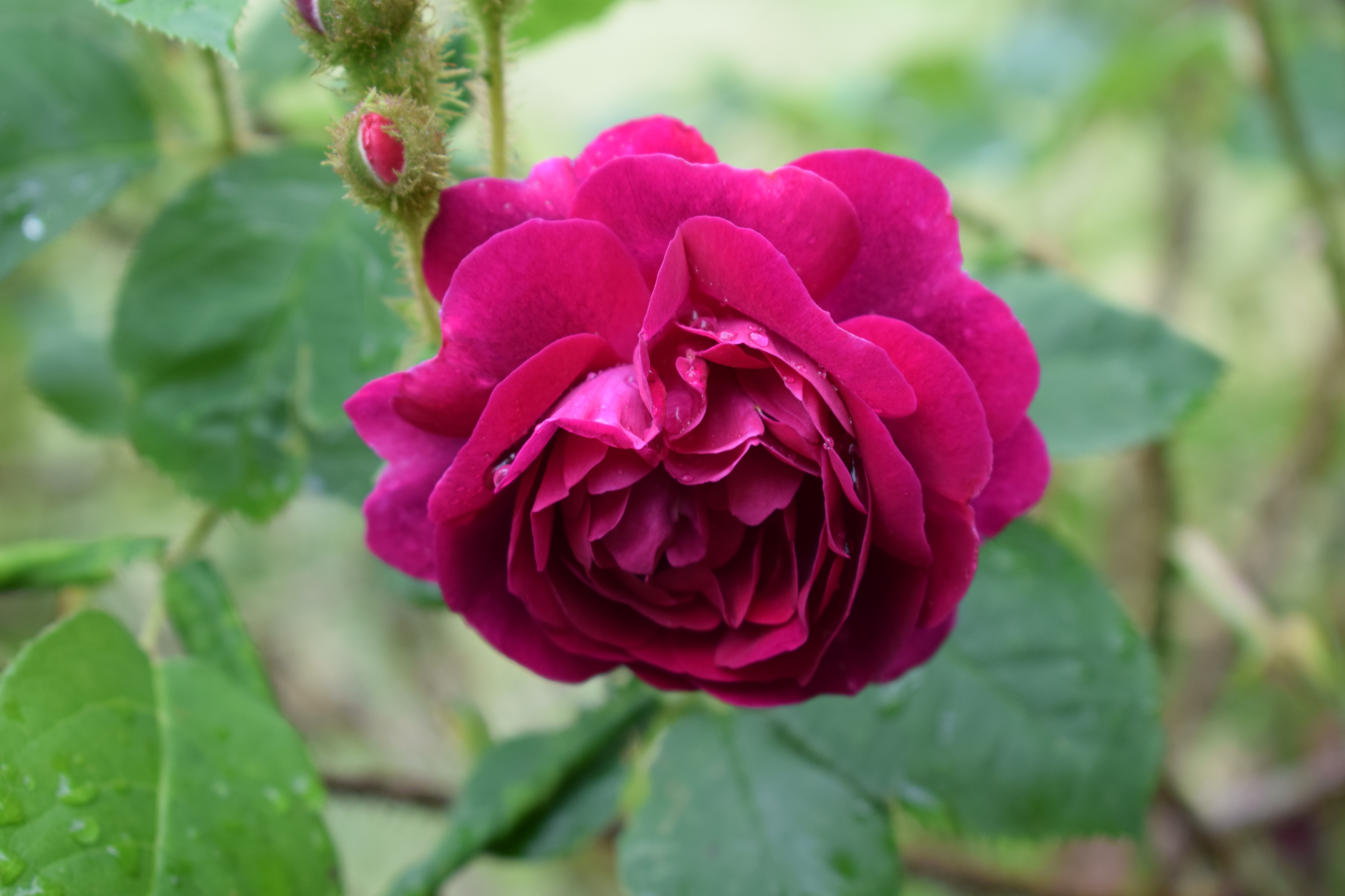 Ros Roses Pink free image download