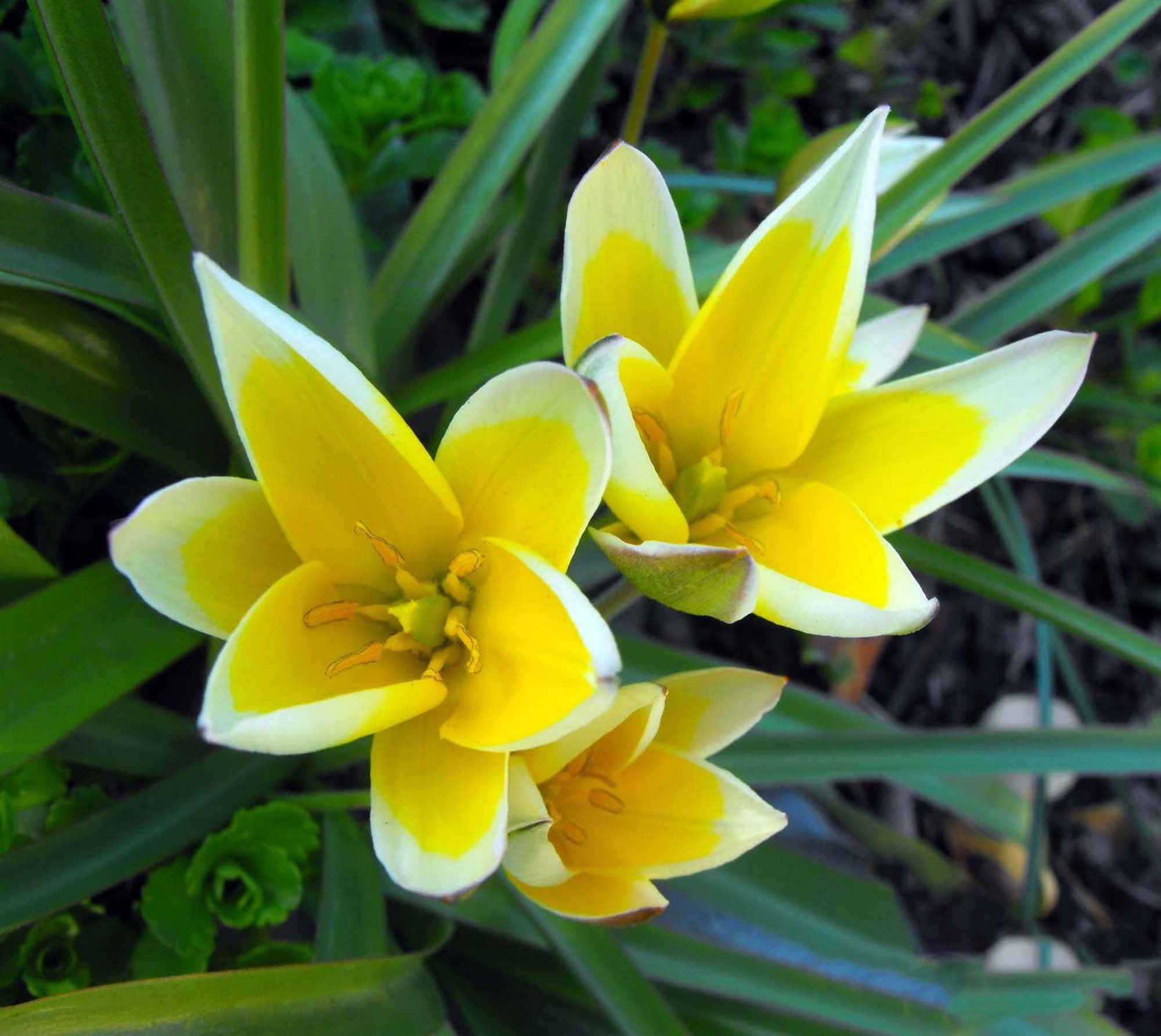 Flowers Plant Detail free image download