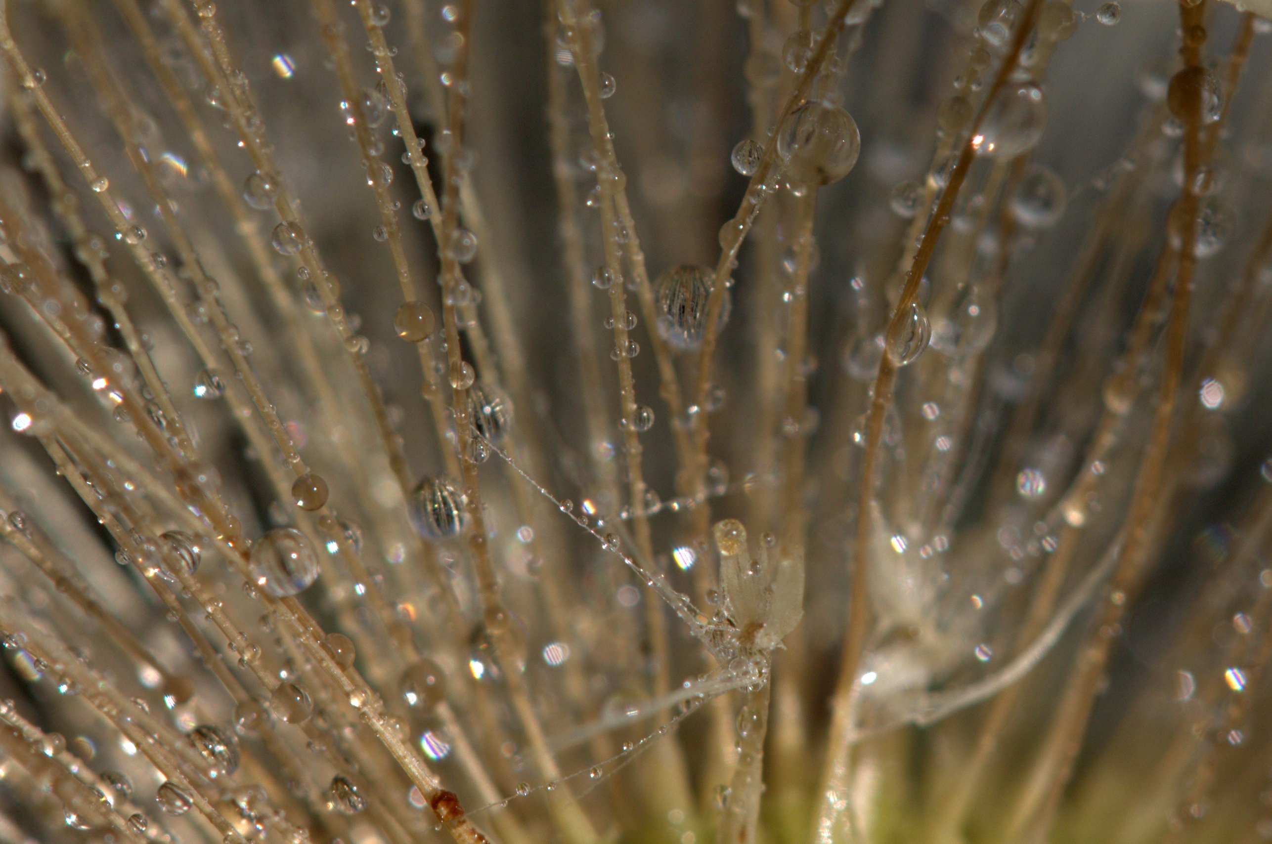 Dandelion Drops Dew free image download