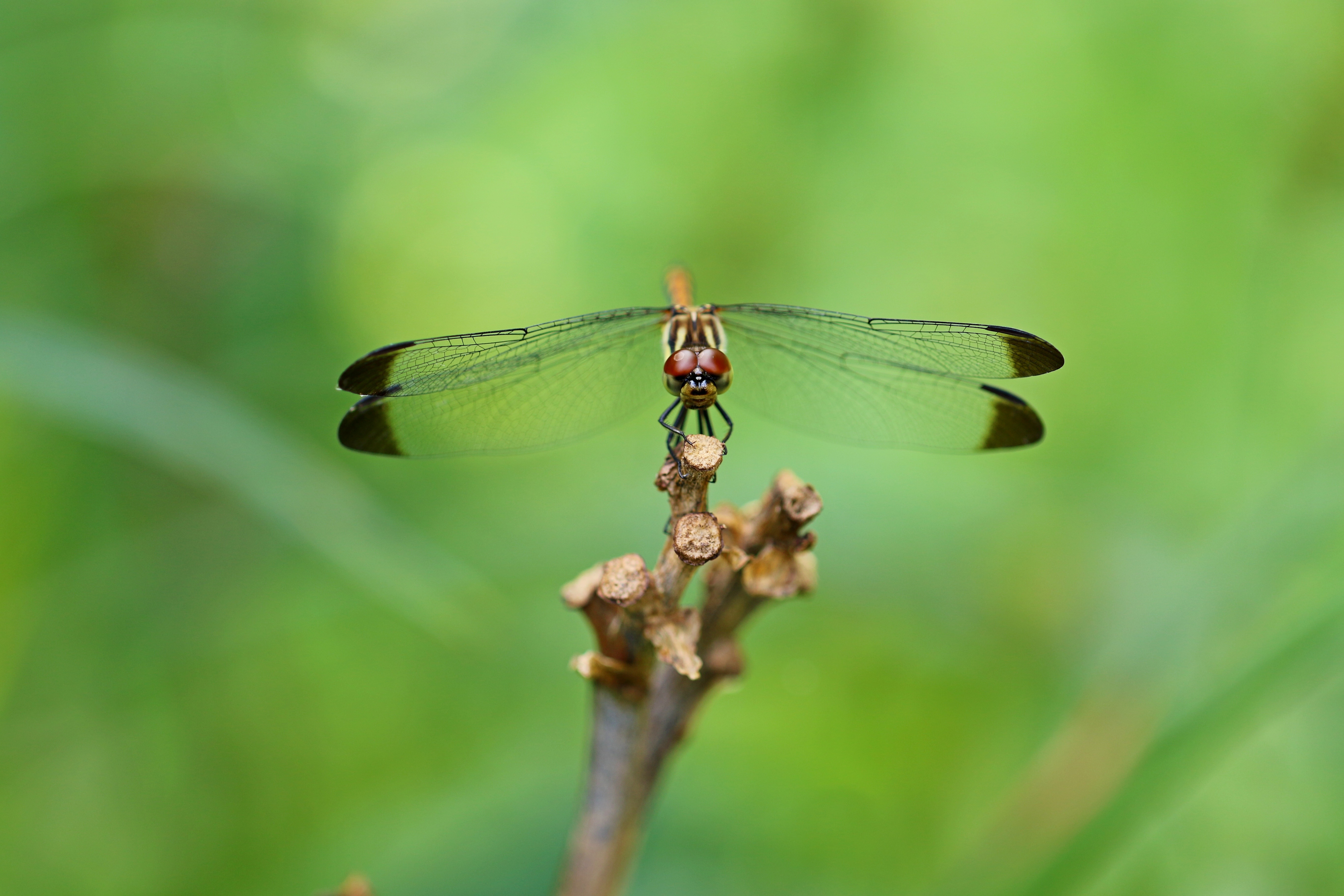 Nature Forest Insects free image download