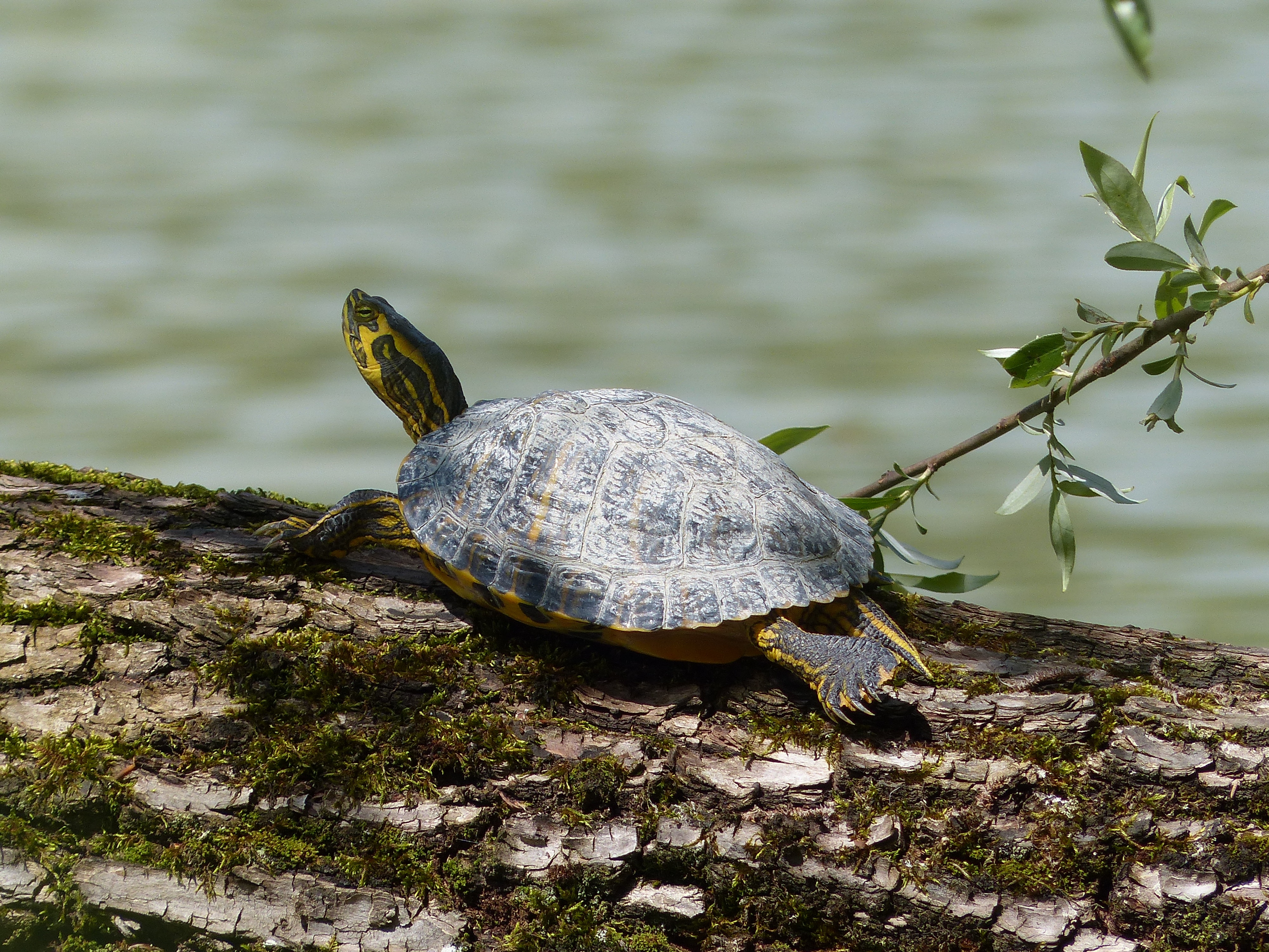 Behind Brühler Lake Water Turtle free image download
