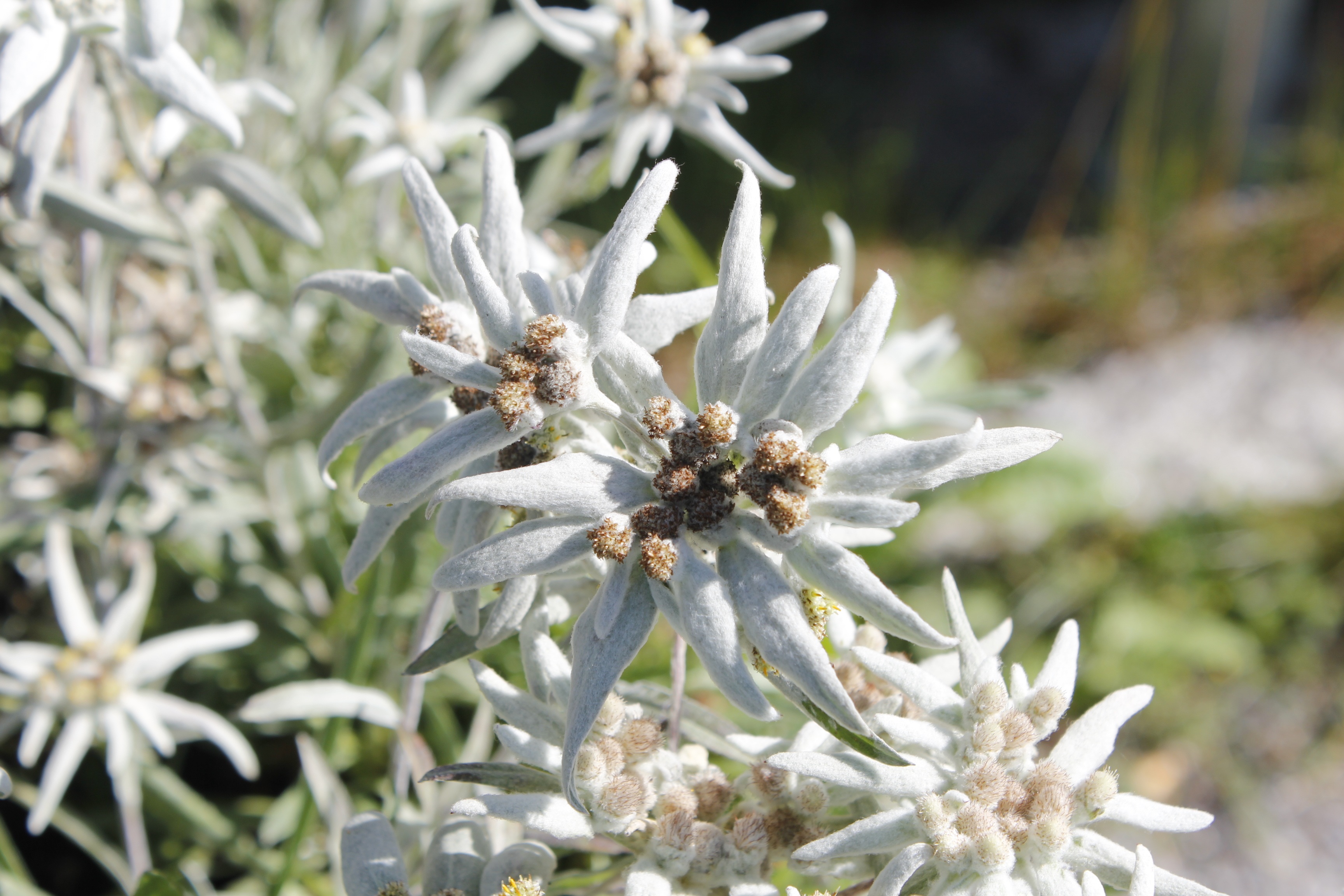 Edelweiss Flower Alpine Edelweiß free image download