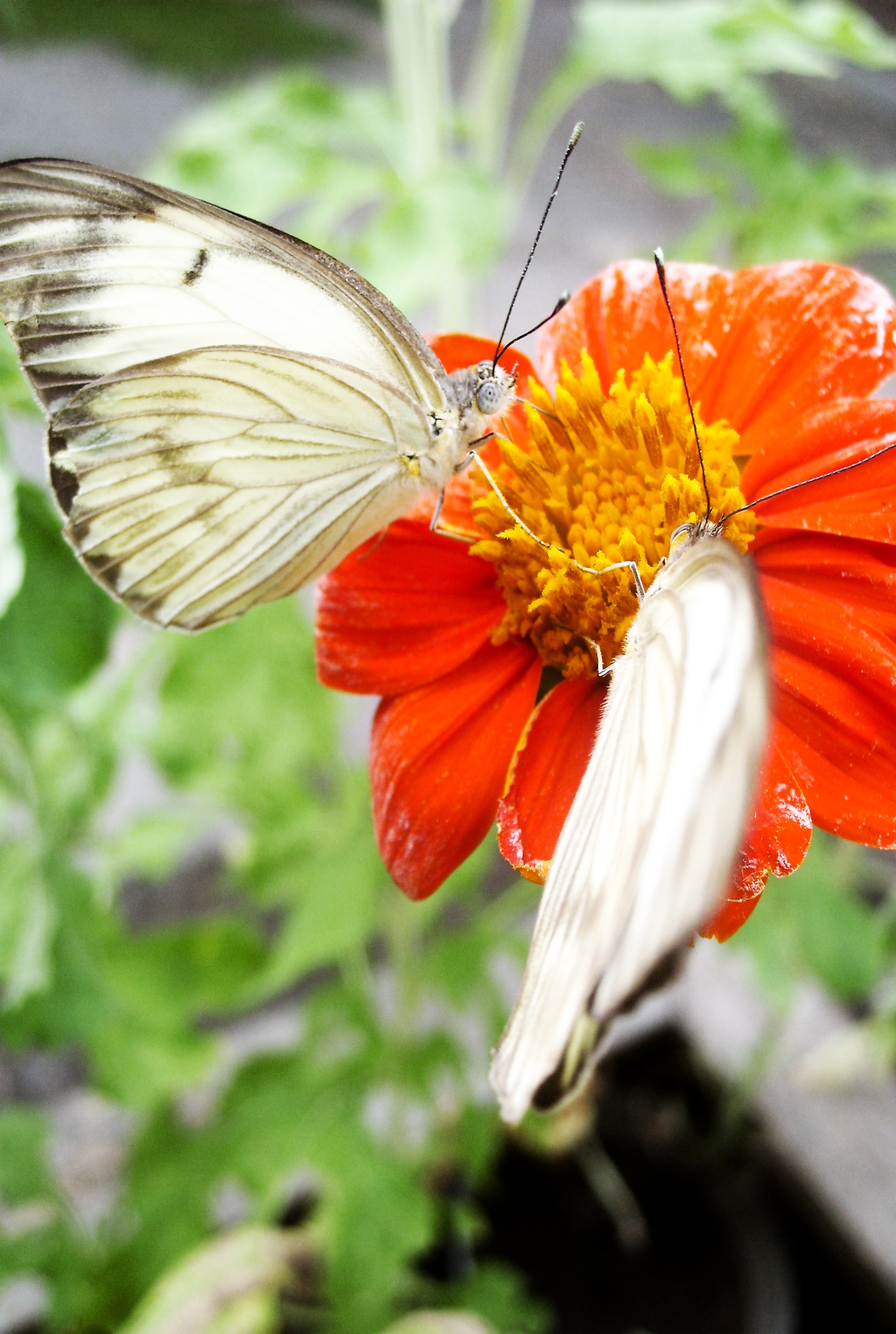 Butterflies Nature Garden free image download