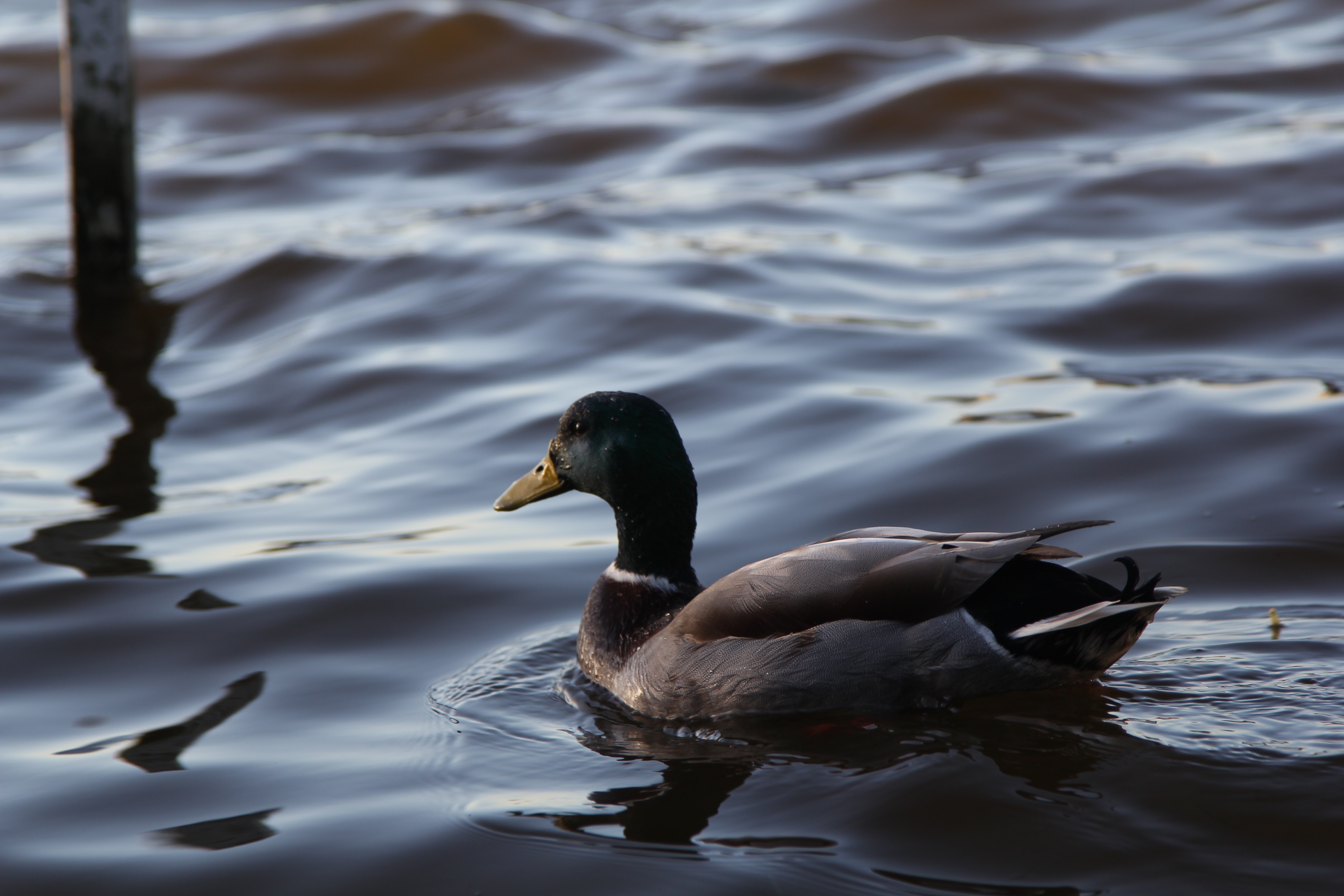Duck Water Nature free image download