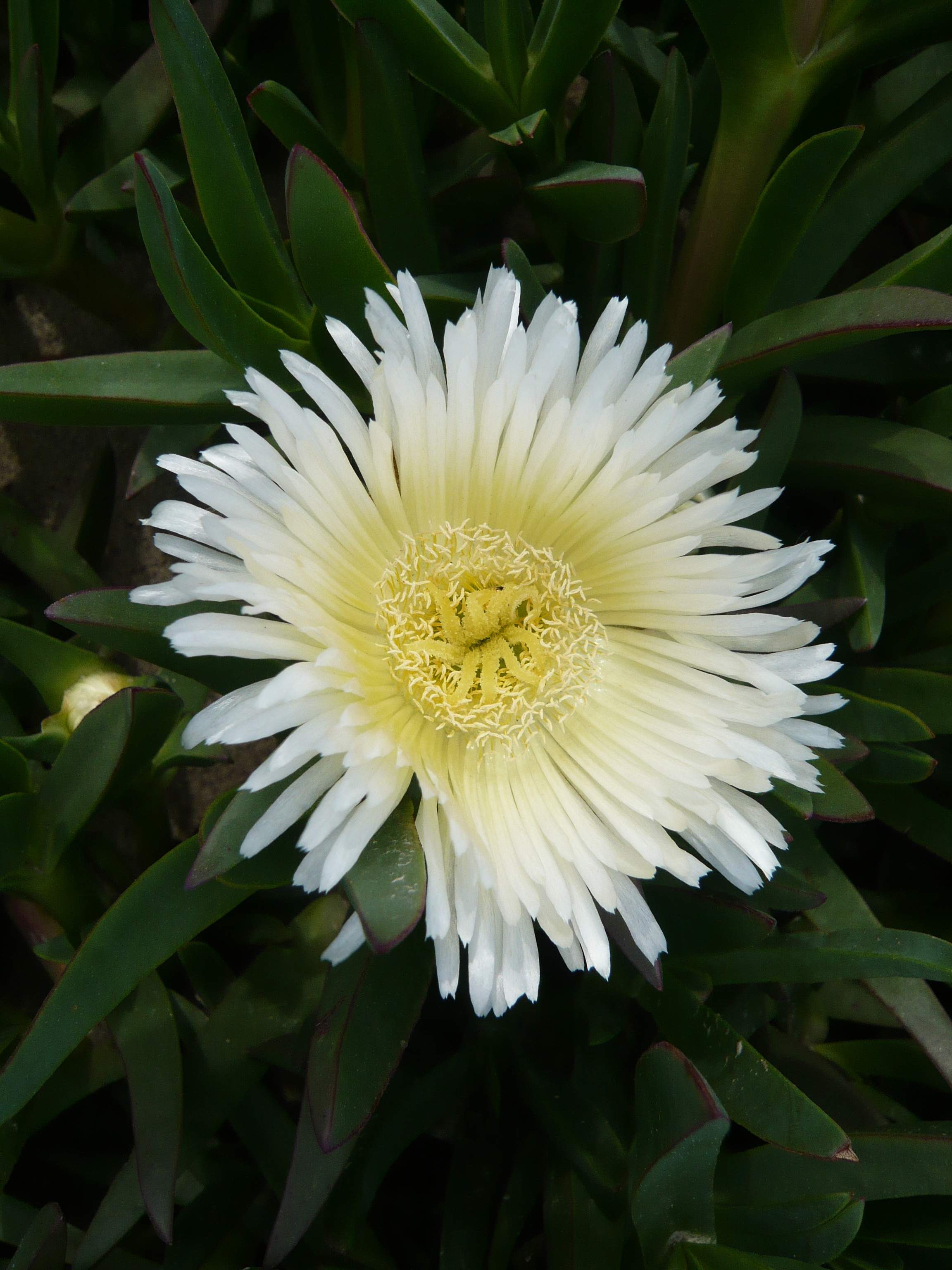 Blossom Bloom Plant free image download