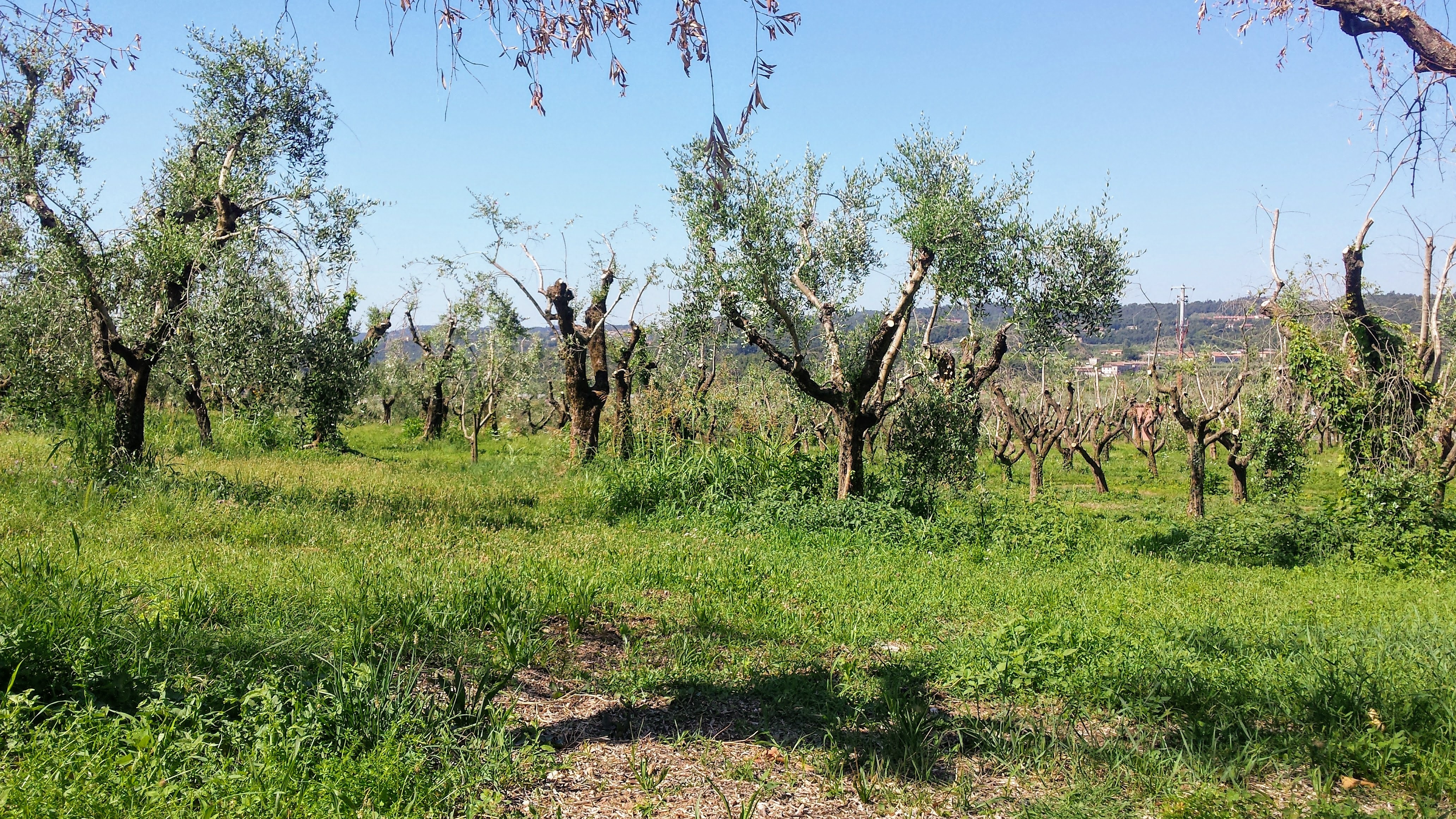 Landscape Trees Italy free image download