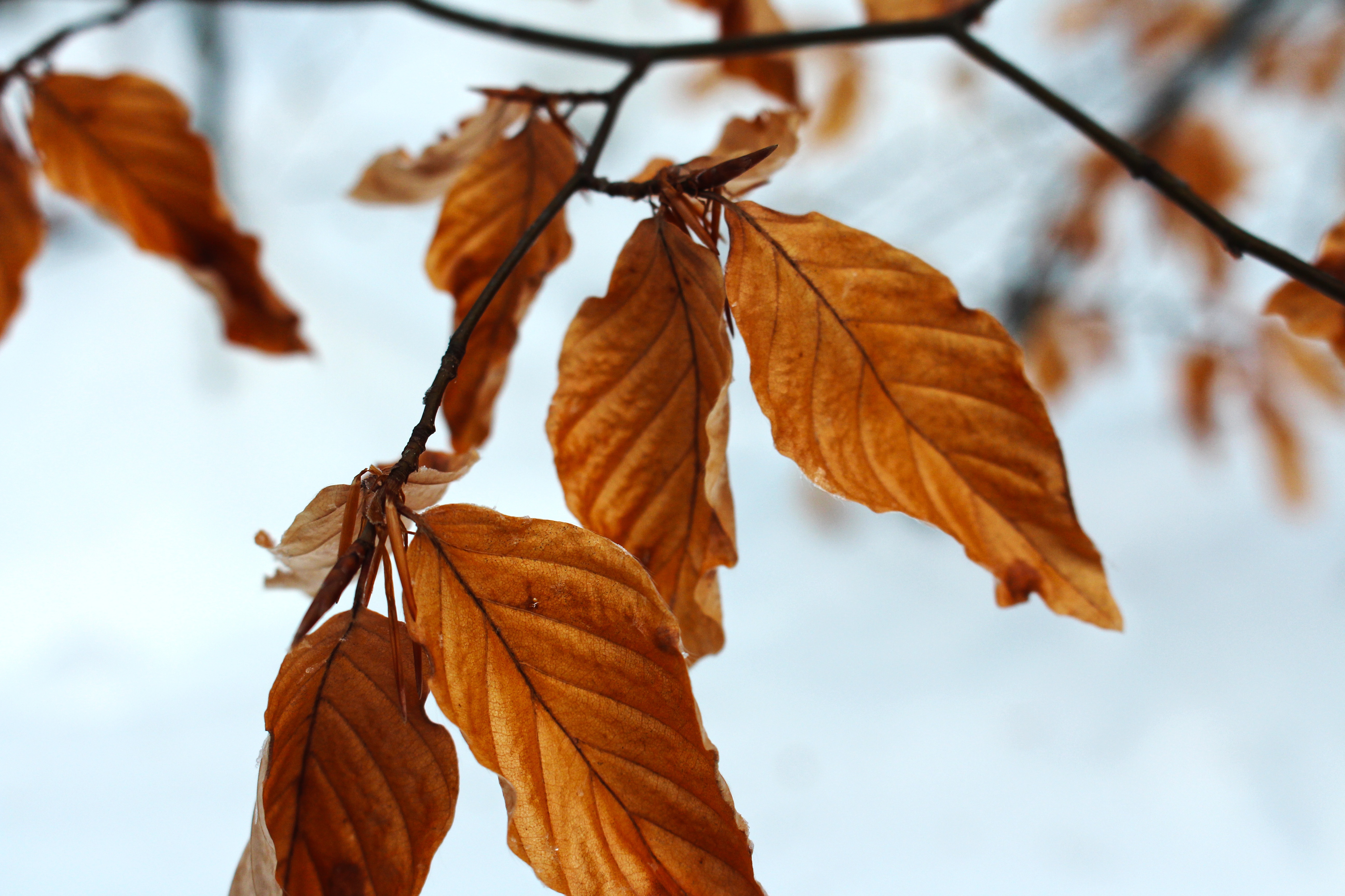Leaf Red Branch free image download